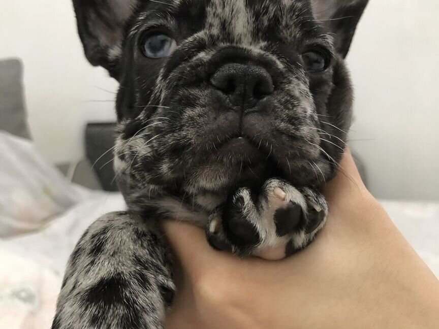 Щеночек французского бульдога