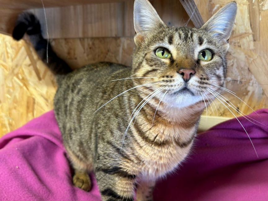 Полупородистая кошка ищет дом