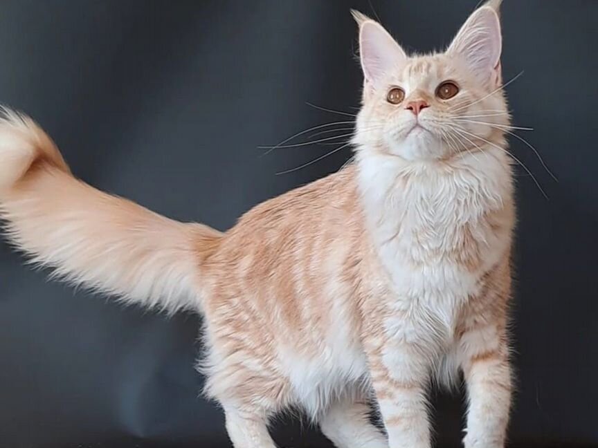 Котята Мейн-Куны