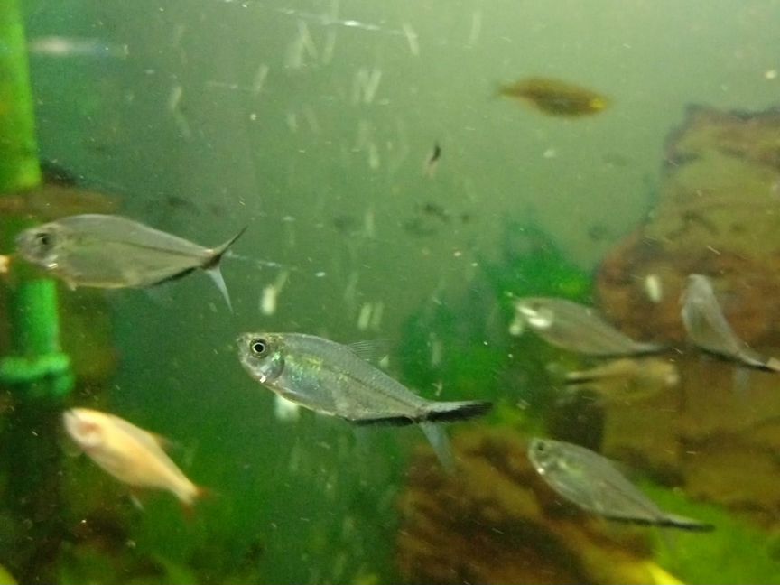 Тетра Коста