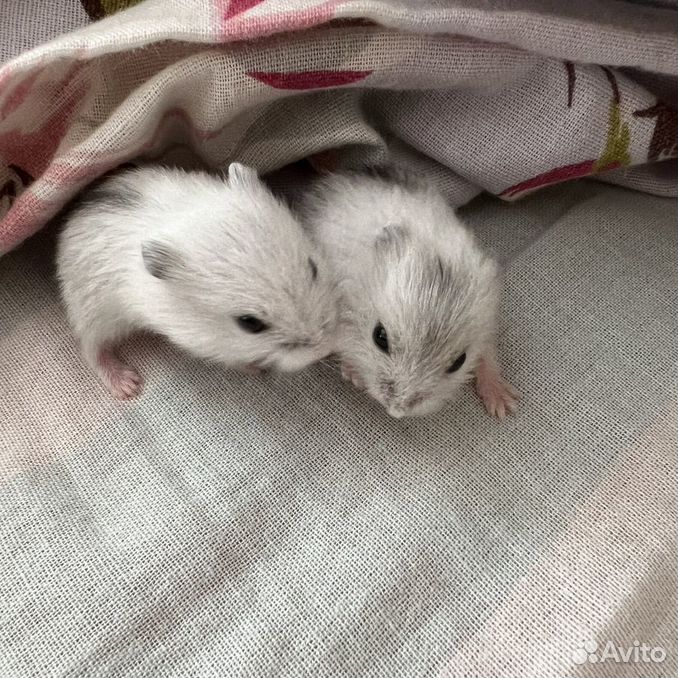 Джунгарские хомячки