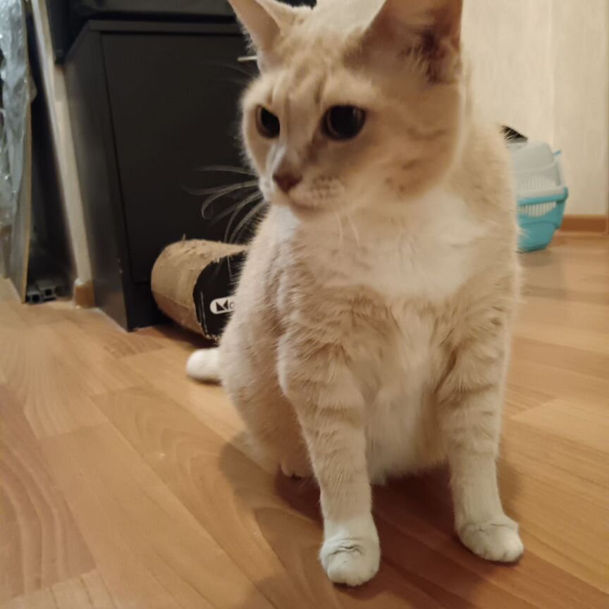 Кошка 13 лет бесплатно