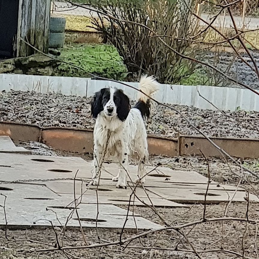 Русский охотничий спаниель, взрослая собака