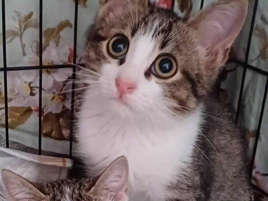 Котенок хочет домой