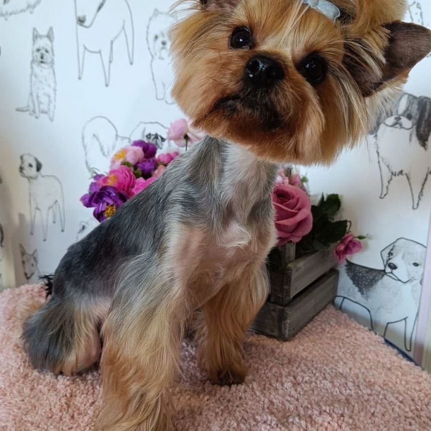 Йоркширский терьер