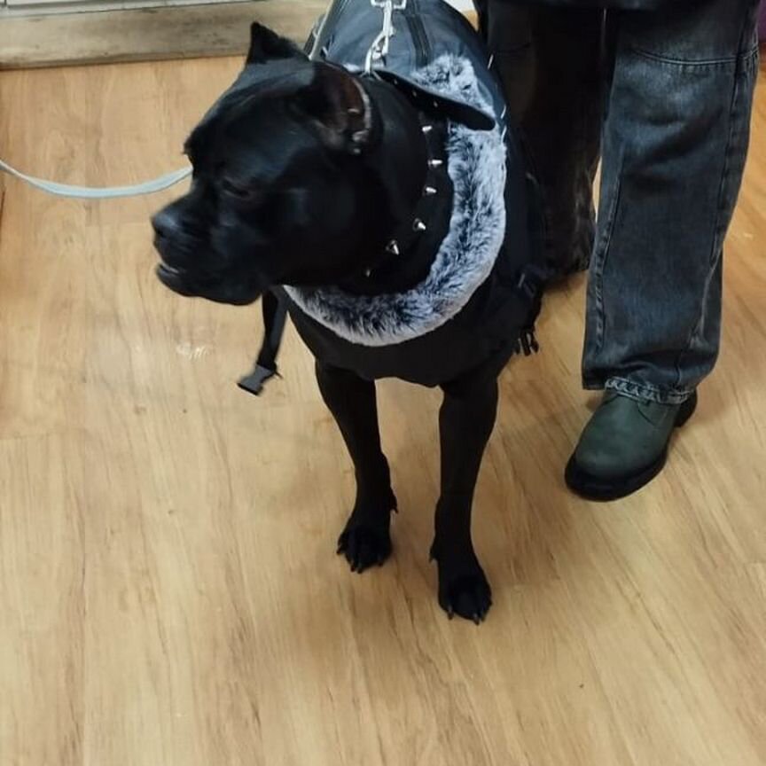 Итальянский Кане Корсо ищет дом