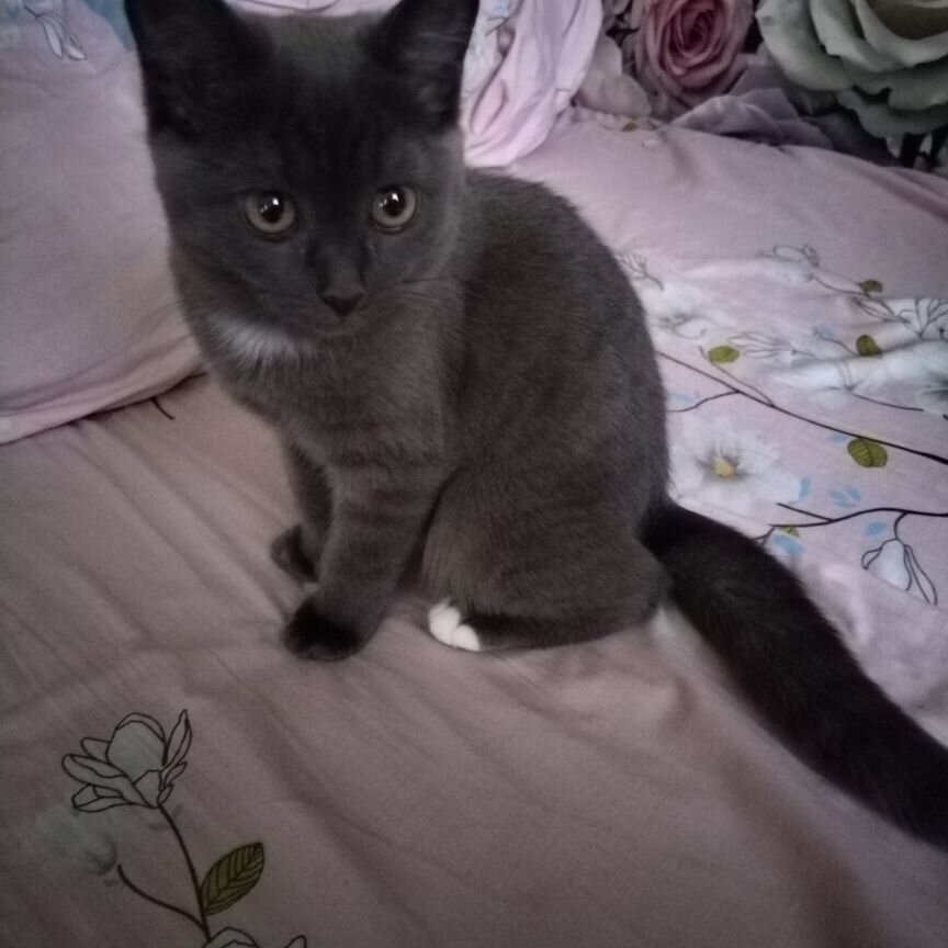 Кошки в добрые руки