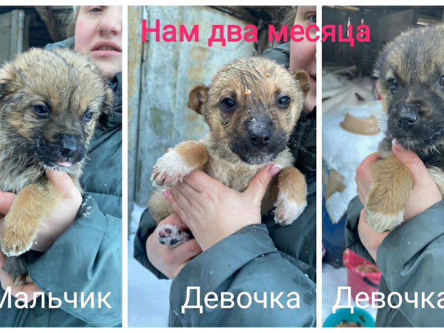 Жду хозяина щенки