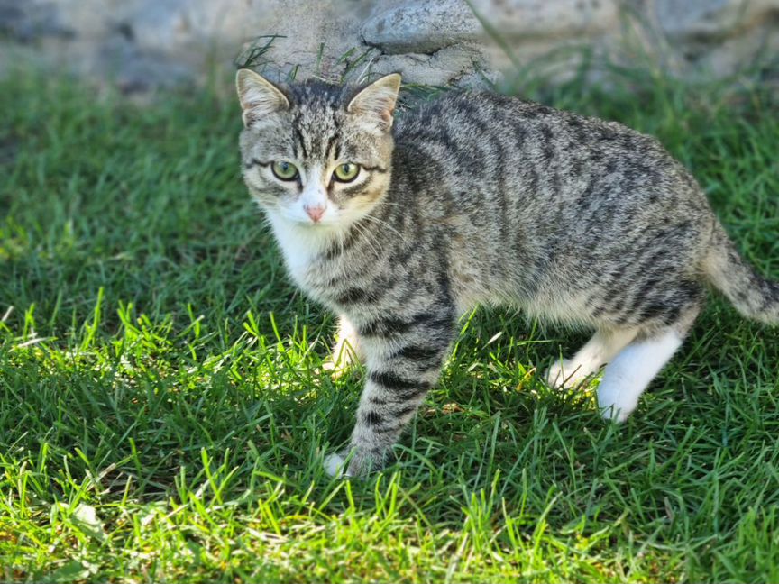 Кошка в дар бесплатно