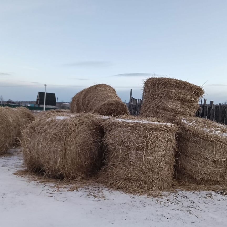 Солома пшеничная