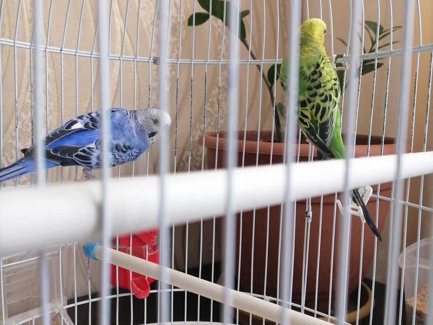 Продам пару волнистые попугайчиков