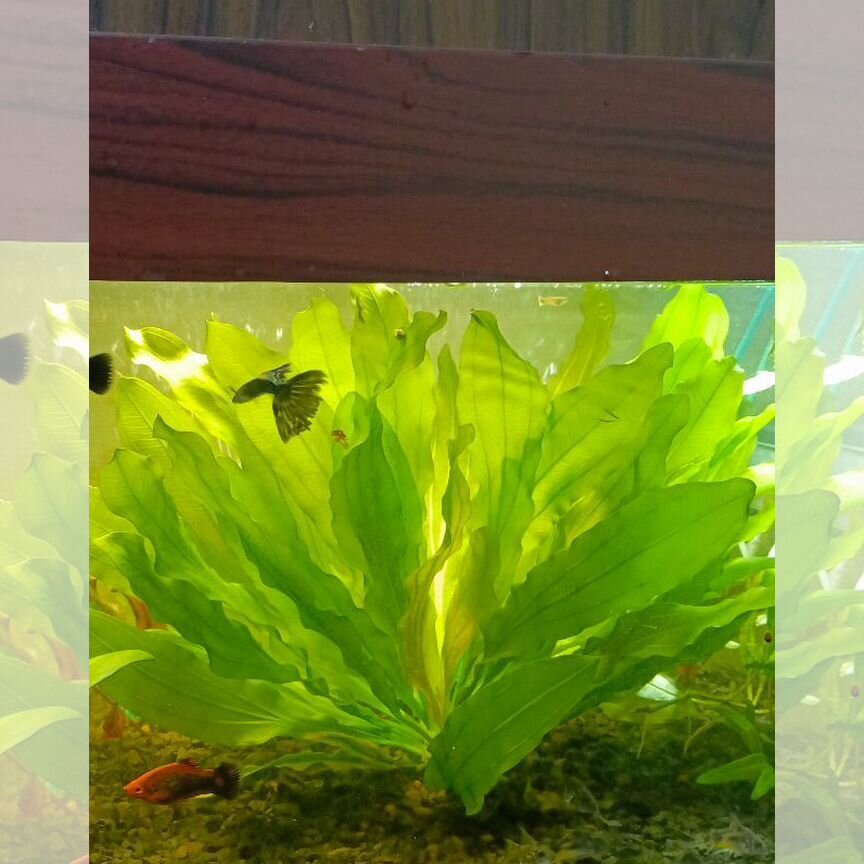 Продам Эхинодорус