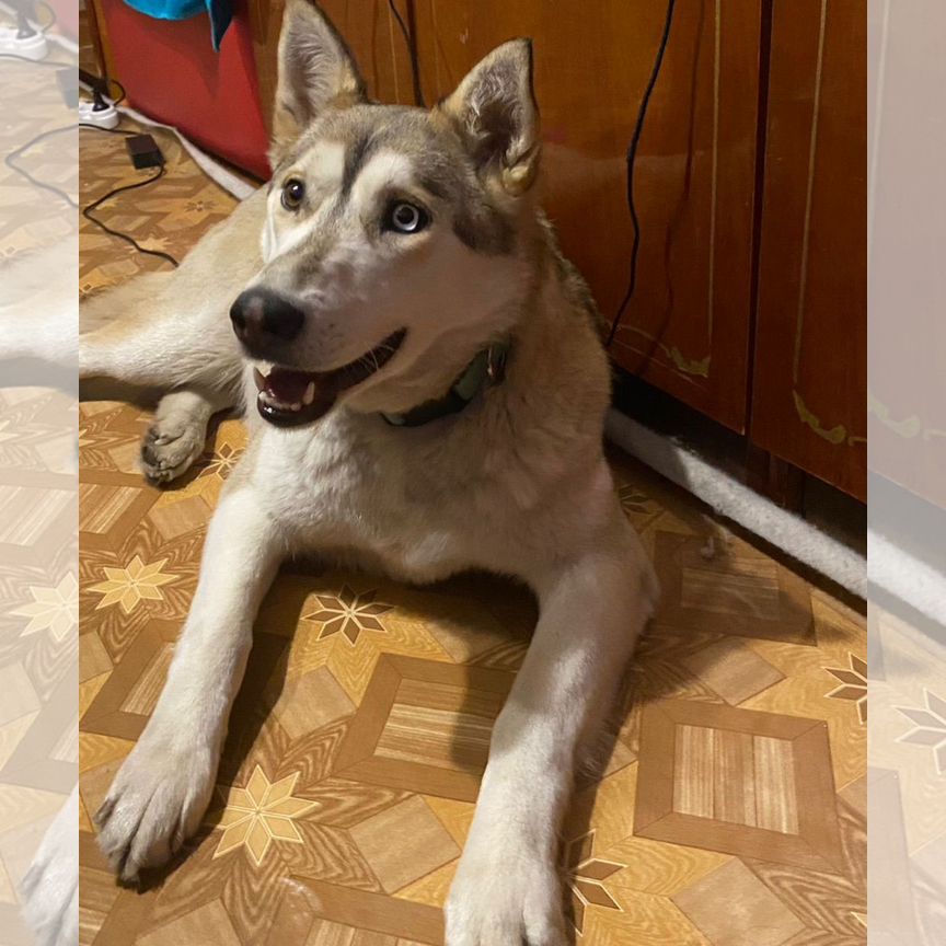 Сибирский хаски, взрослая собака