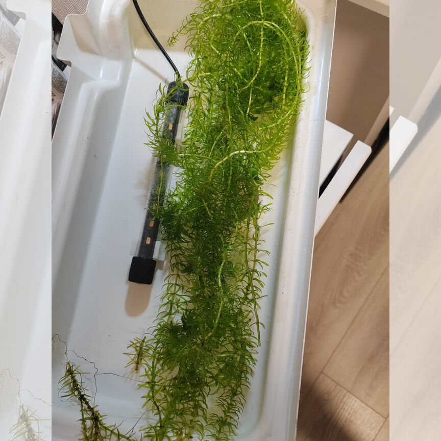 Растение для аквариума