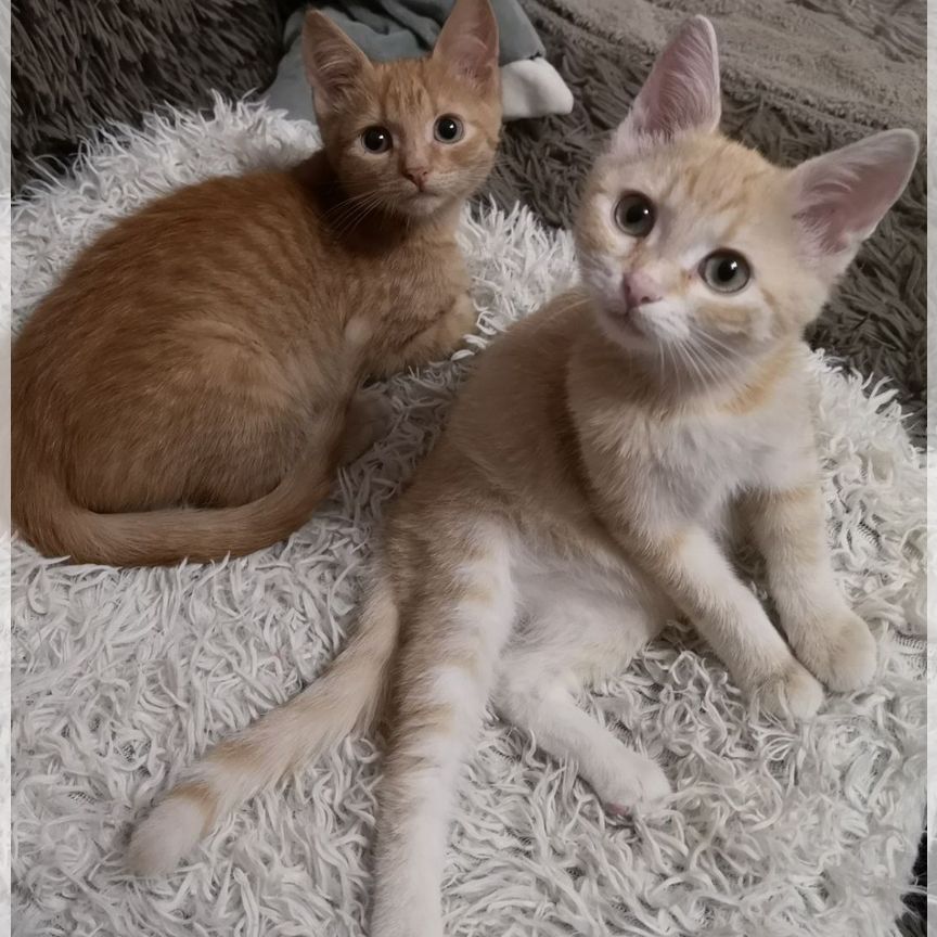 Чудесные рыжики, котята в добрые руки