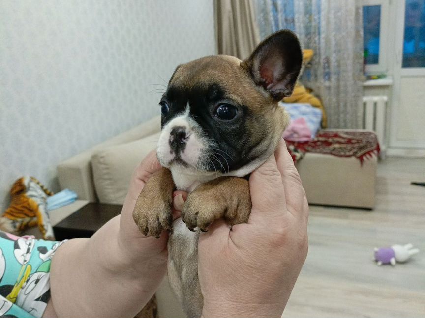 Французский бульдог