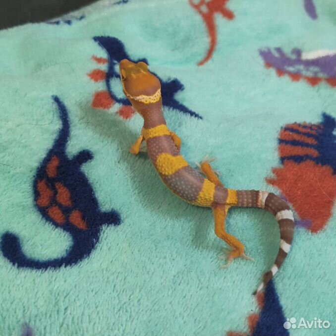 Геккон эублефар