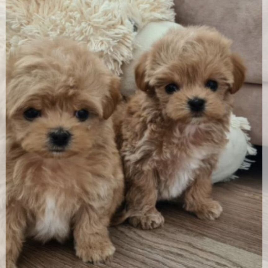 Мальтипу, щенок