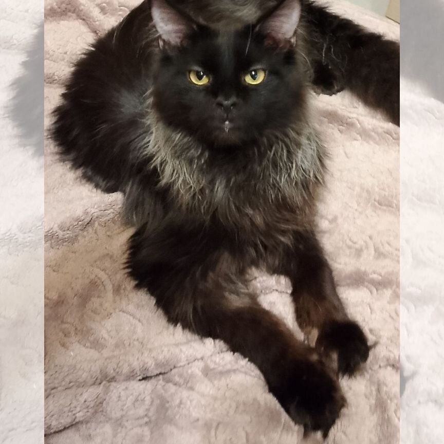 Мейн-кун котёнок