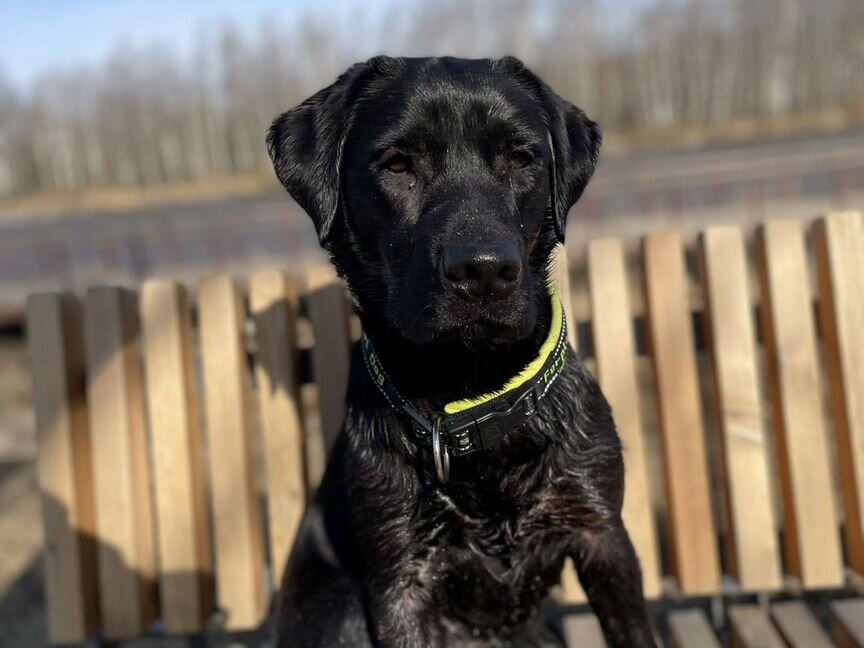 Собака в добрые руки