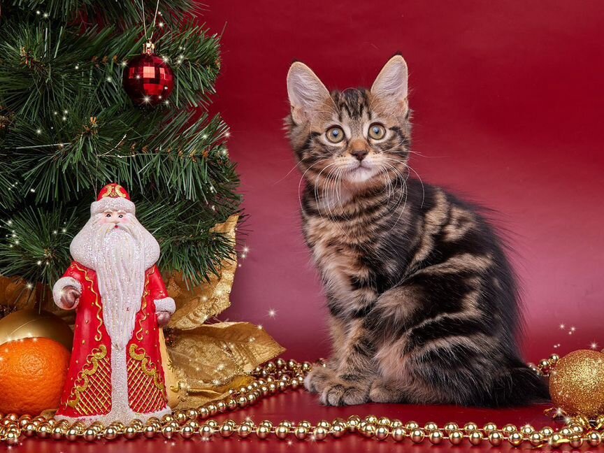 Курильский бобтейл