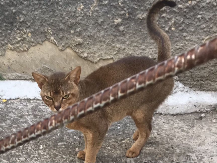 Аббисинский котик