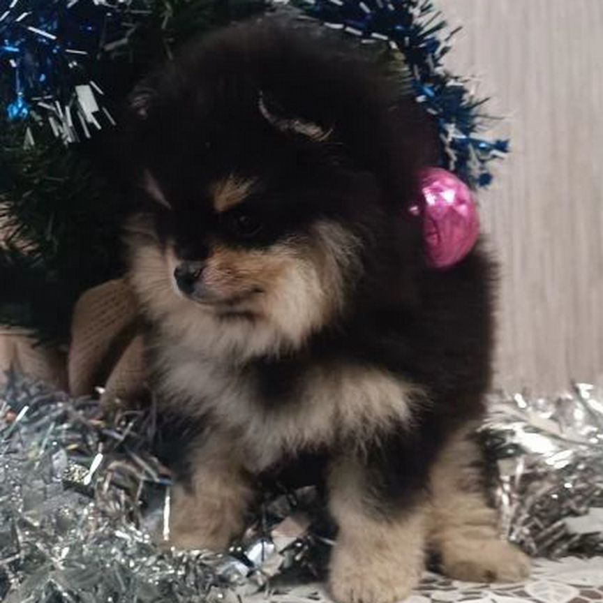 Померанский шпиц, щенок