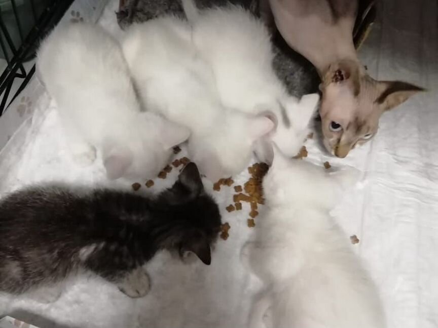 Котята в добрые руки