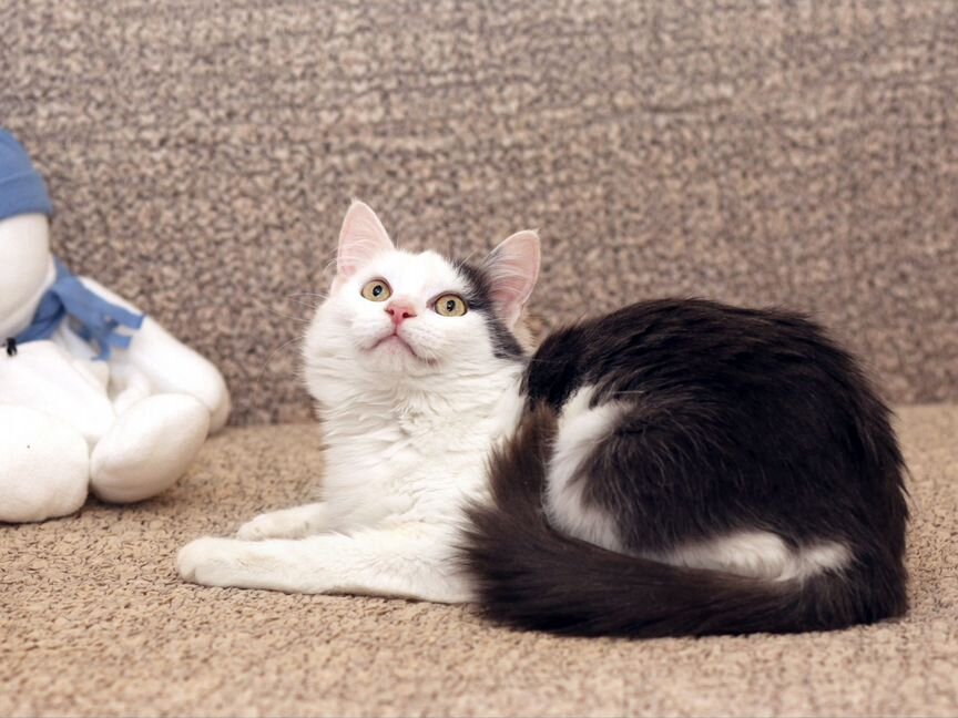 Кот-подросток (5 мес.) в добрые руки