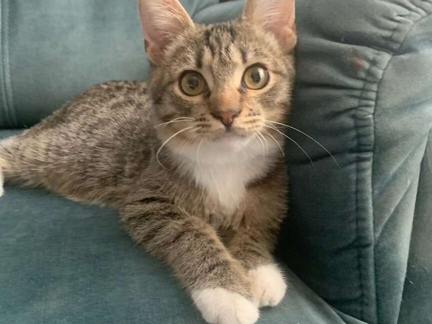 Котик шпротик
