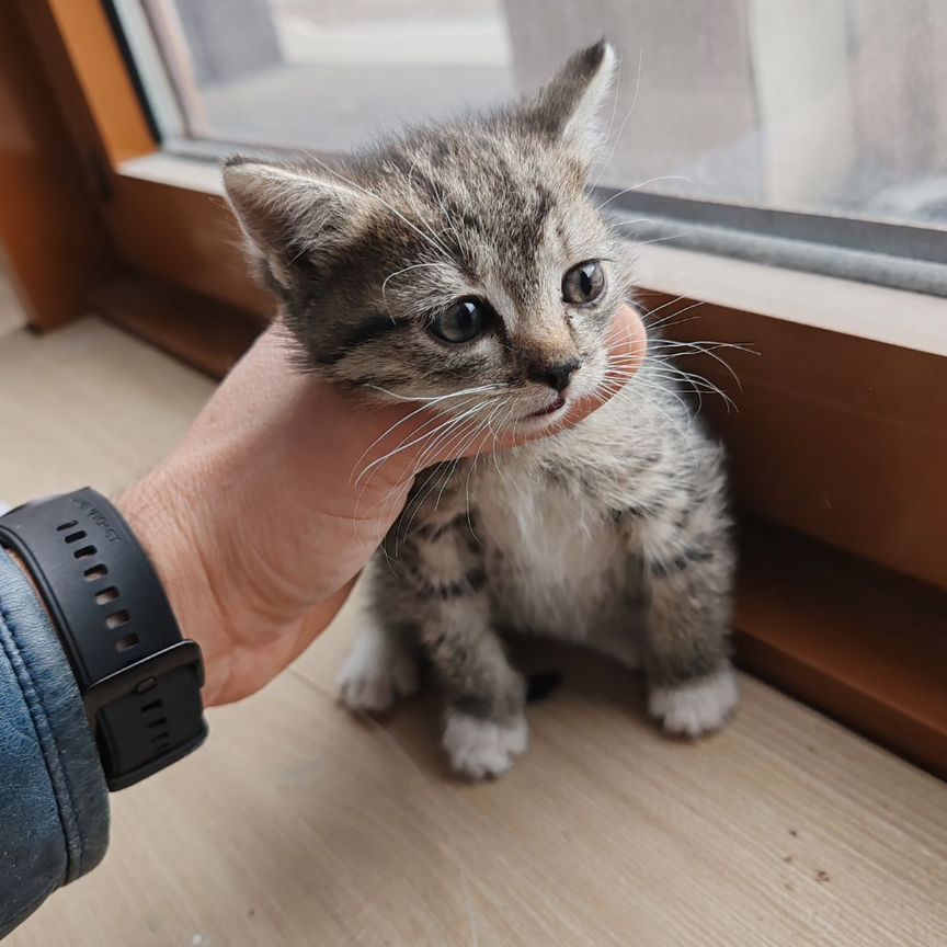 Котята в добрые руки бесплатно