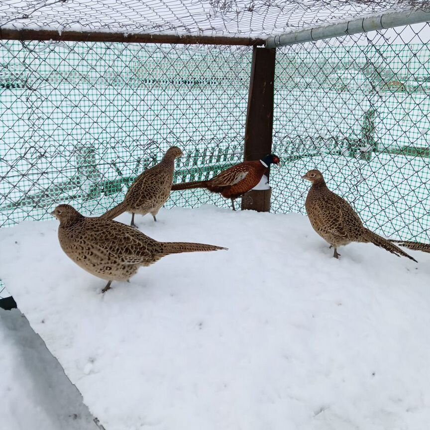 Фазан охотничий