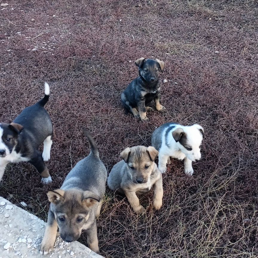 Домашние животные собаки щенки бесплатно