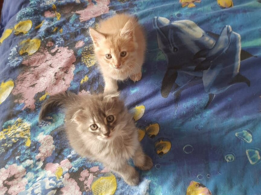 Кошка в дар бесплатно