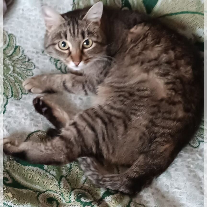 Кошечка со сложной судьбой