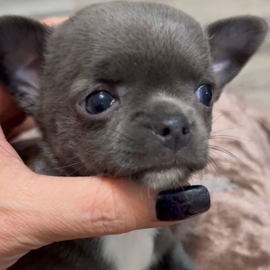 Чихуахуа, щенок