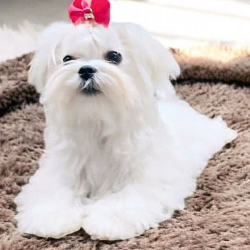 Девочки Мальтезе Корея