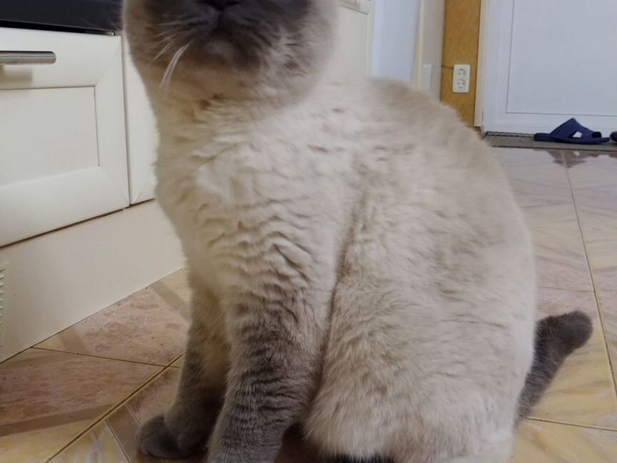 Шотланский котик породистый