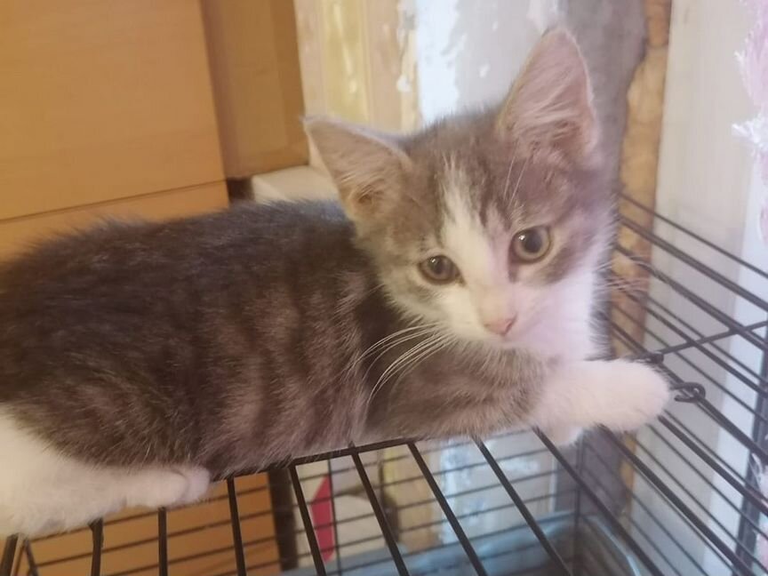 Котенок-девочка Стеша 2,5 мес
