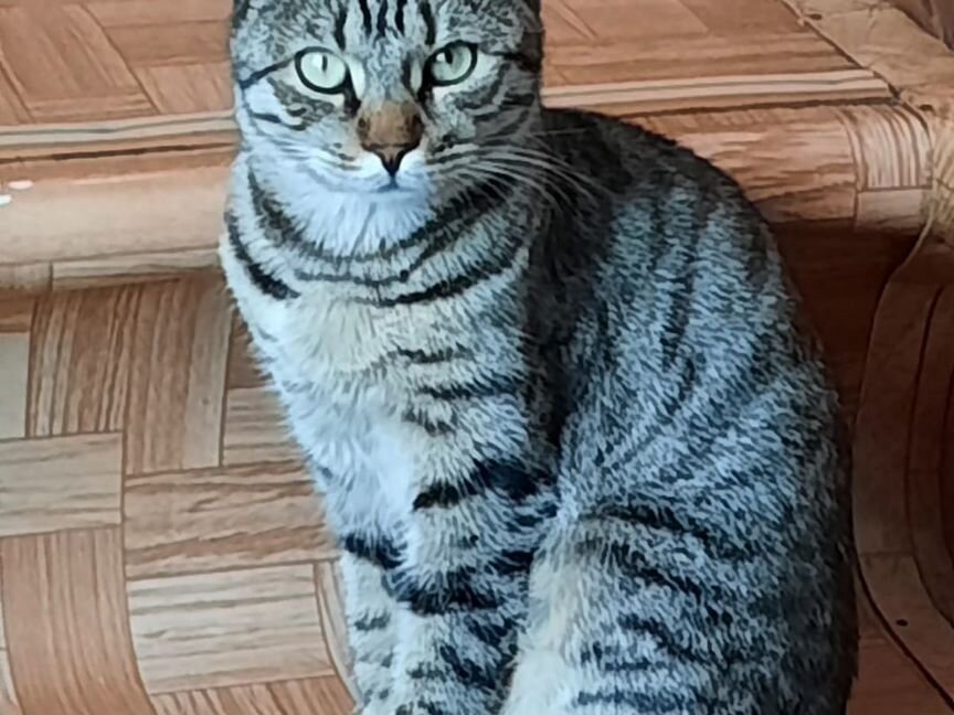 Бенгальская кошечка