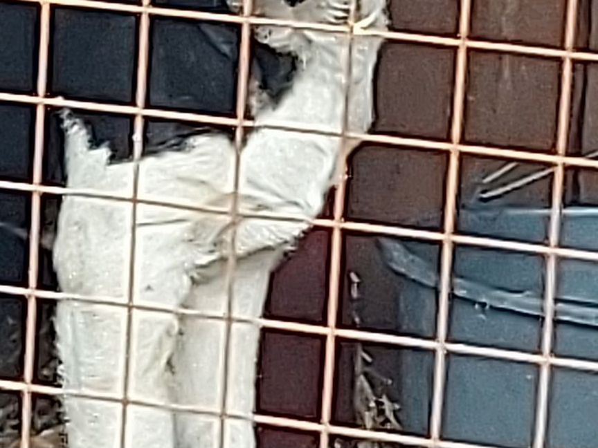 Продам щенка Алабая