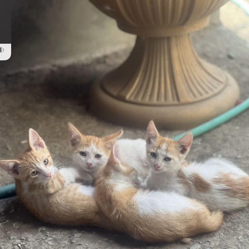 Милые котята ищут свой дом