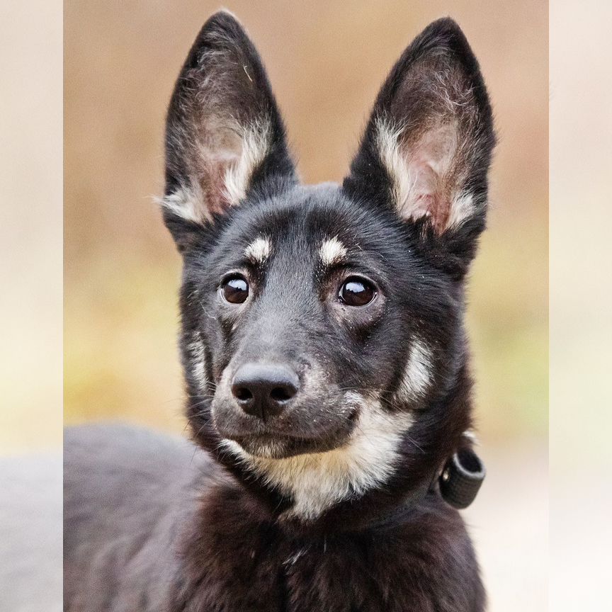 Щенок в добрые руки