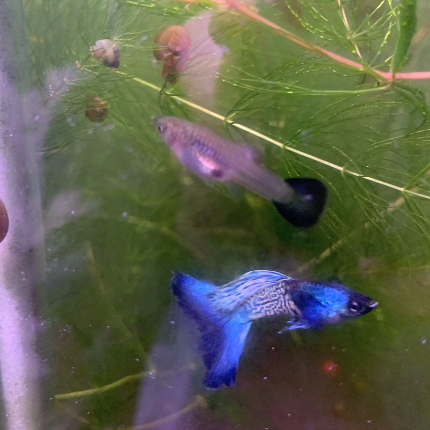 Гуппи Metal Snake skin Blue tail