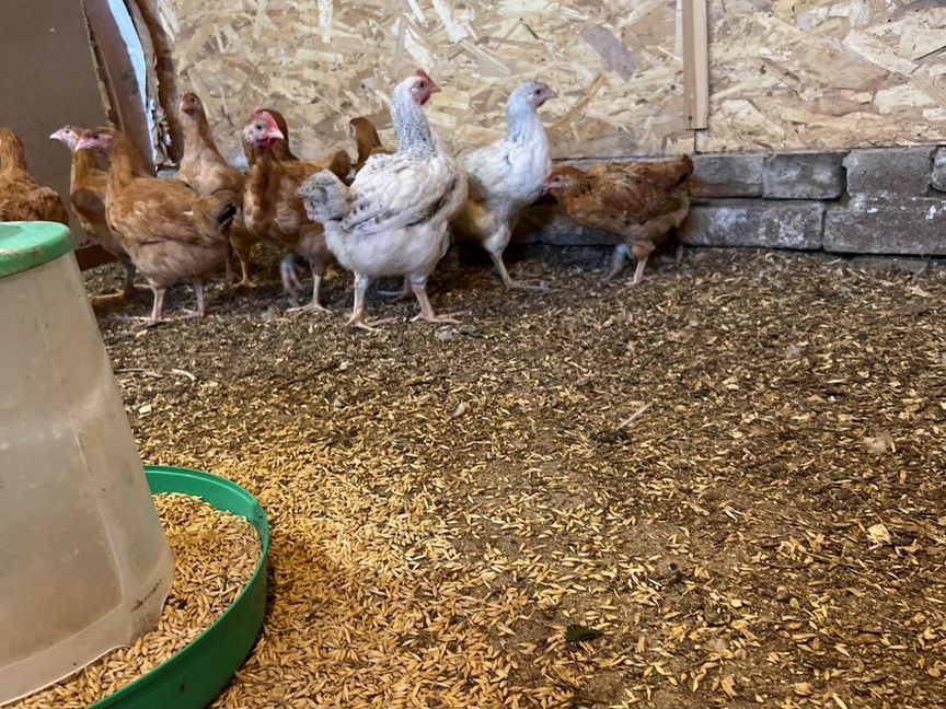 Куры мясояичных пород. Продажа/обмен