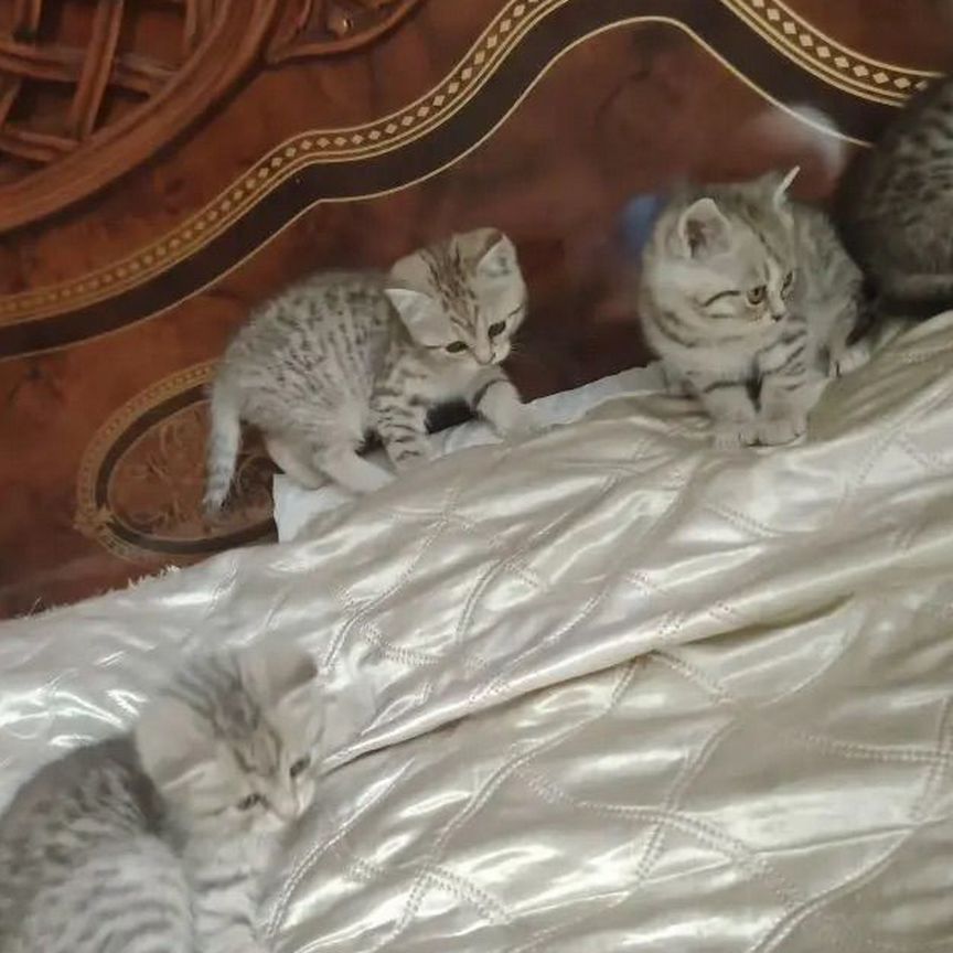 Британский короткошёрстный котёнок