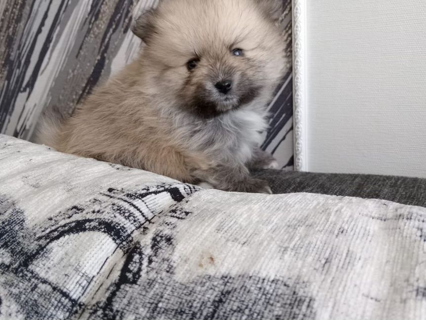 Щенки шпица