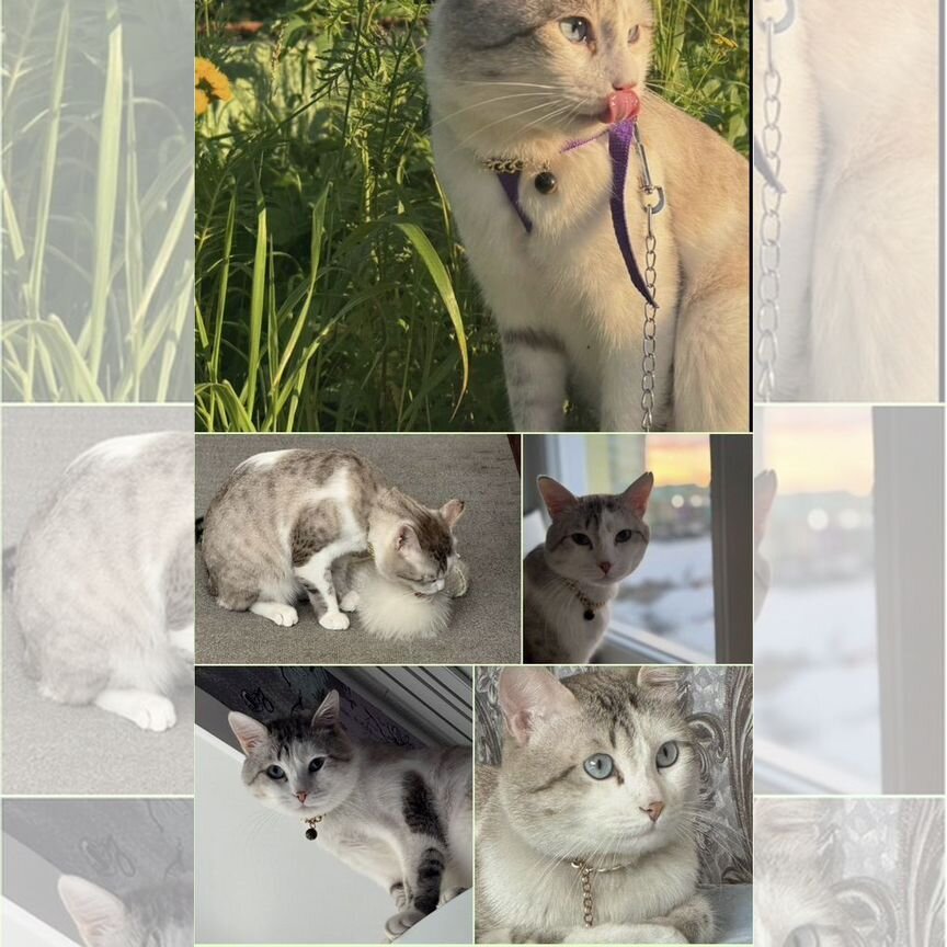 Потерялся кот