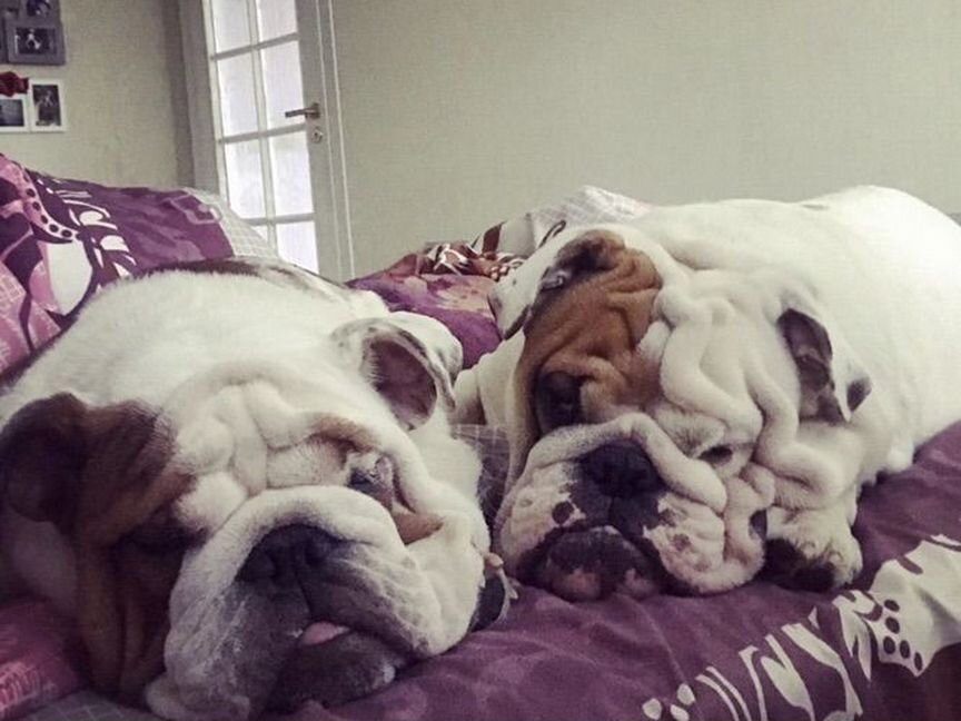 Отдам собак бесплатно