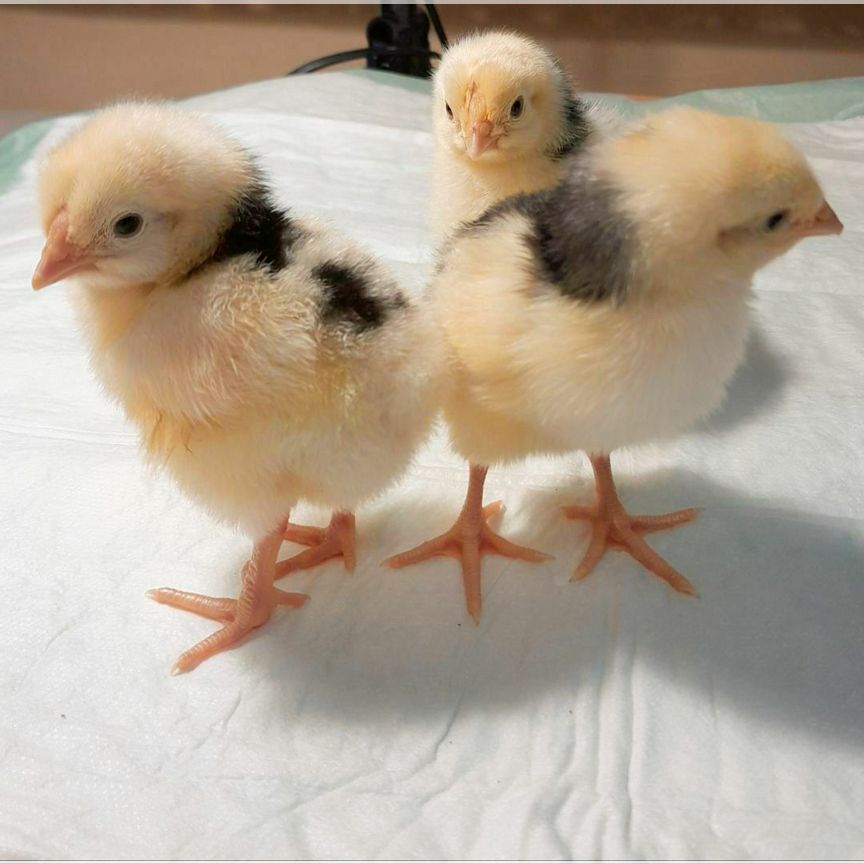 Цыплята Пушкинской породы кур